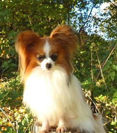 chien papillon mon meilleur compagnon, sa capacité de compréhension et ...